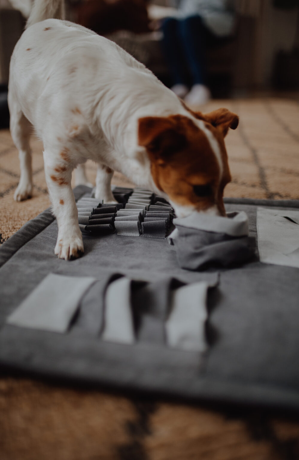 Interaktīvais paklājiņš | DII Labākās gultas Jūsu mīluļiem