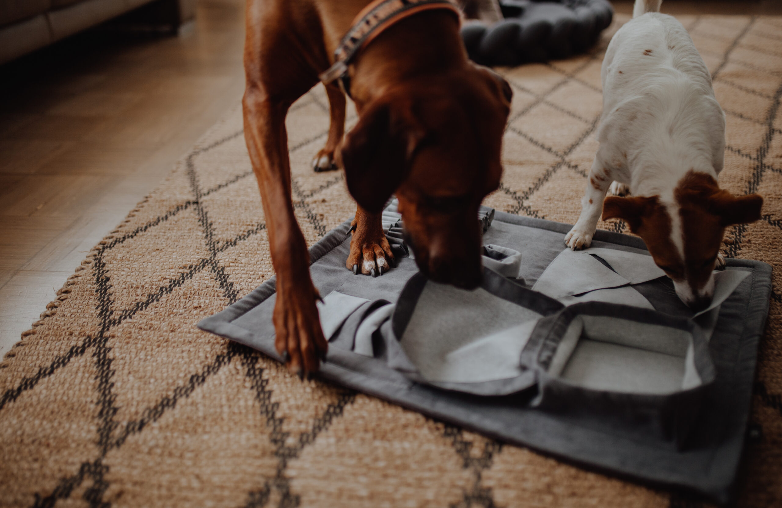 Interaktīvais paklājiņš | DII Labākās gultas Jūsu mīluļiem