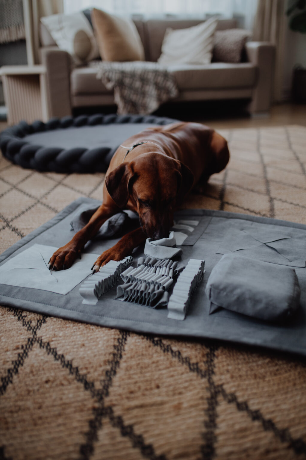 Interaktīvais paklājiņš | DII Labākās gultas Jūsu mīluļiem